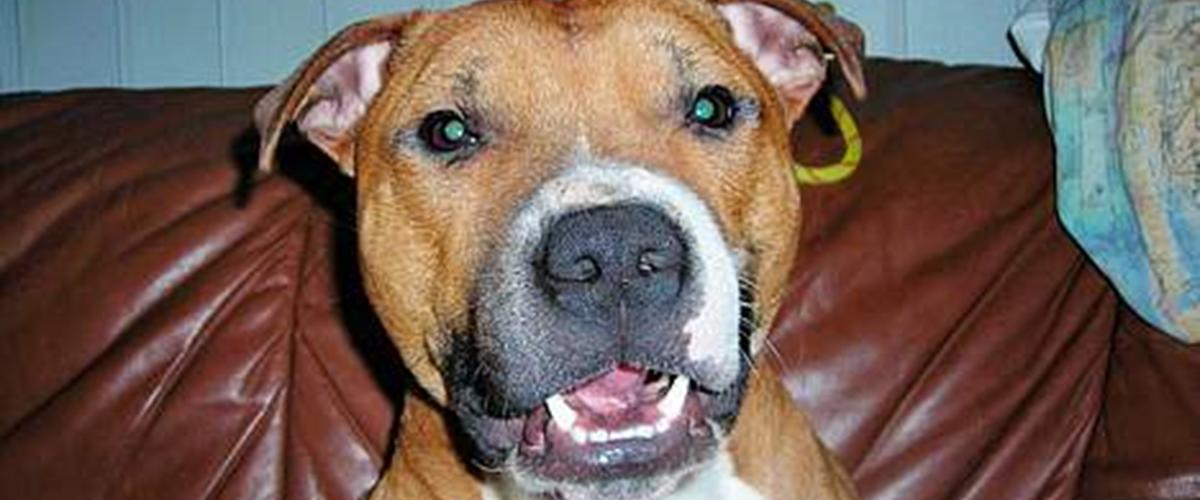 Staffordshire bull terrier Boss RIP - 2005 - Boss er en dejlig hund ...