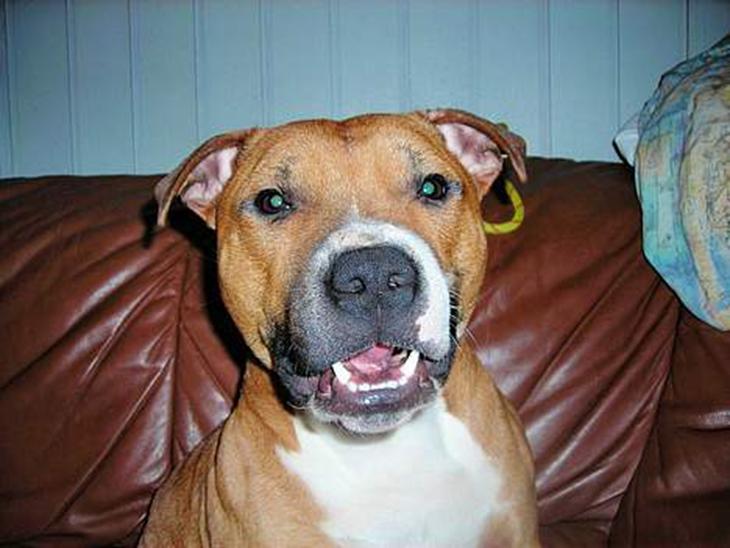 Staffordshire bull terrier Boss RIP - 2005 - Boss er en dejlig hund ...