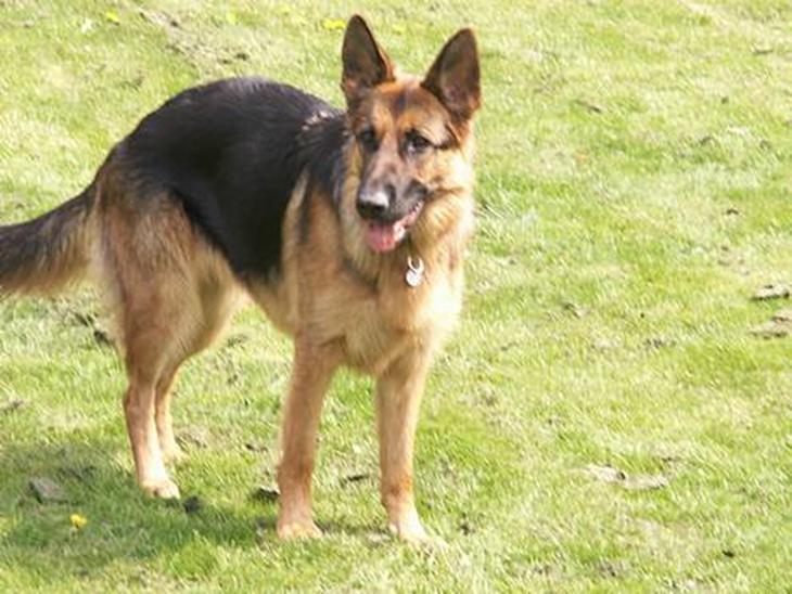 Schæferhund Diana - 2004 - tja dejlig, rar, blid, kærlig...