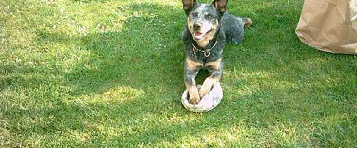 Australsk cattledog Ando - 2002 - En meget dejlig, hund den blå...