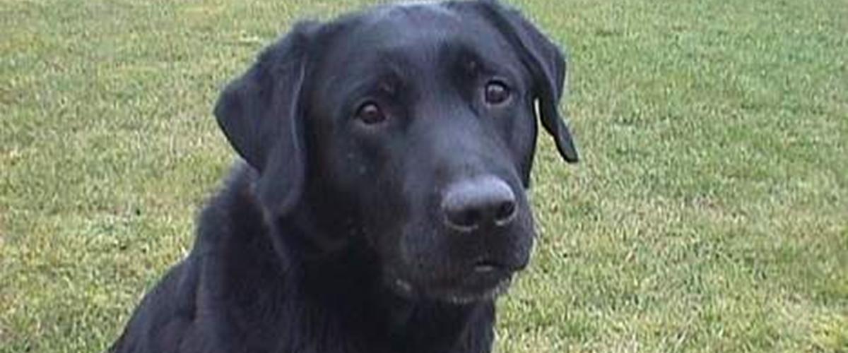 Labrador retriever Nero - 1995 - Dejlig, sort labrador