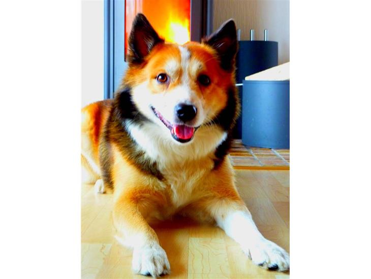 Islandsk fårehund Fjòsi - 2001 - Godmodig hund der elsker at l...