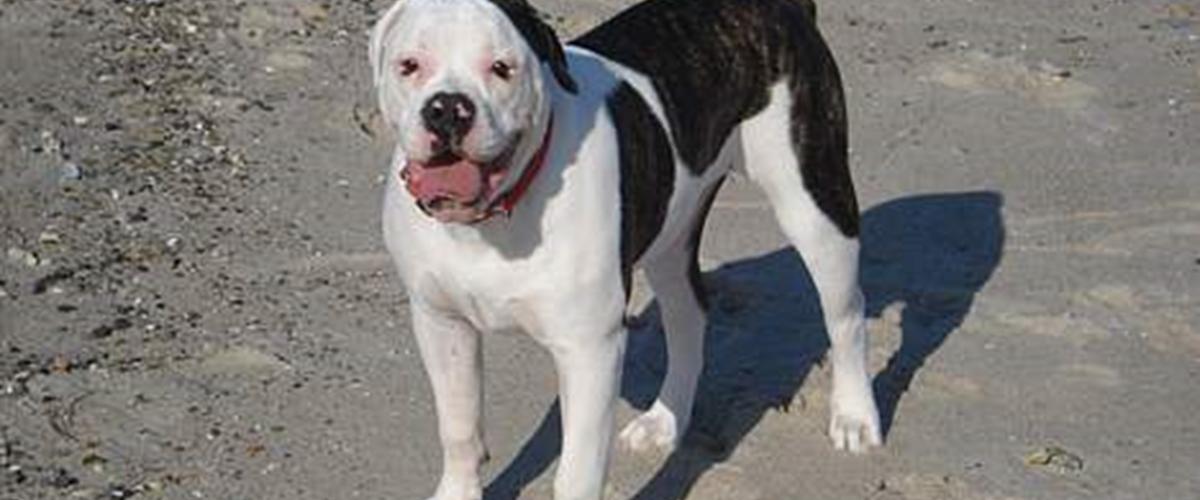 Olde english bulldogge Emma - 2006 - Emma er en meget glad hund. E...