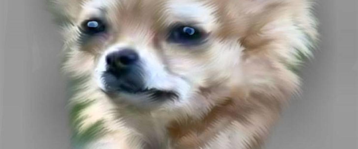 Chihuahua Chili - 2007 - Fik hende i fredags, jeg var ...