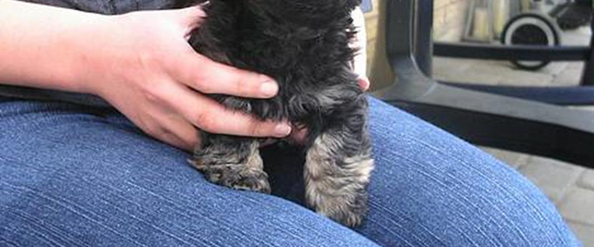 Bichon havanais Benji - 2007 - Benji er en lille sort han mi...