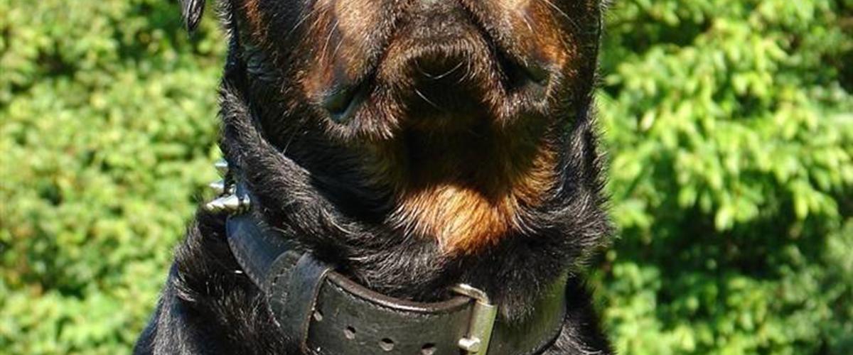 Rottweiler jack - 2005 - Jack er en meget stor kælepot...