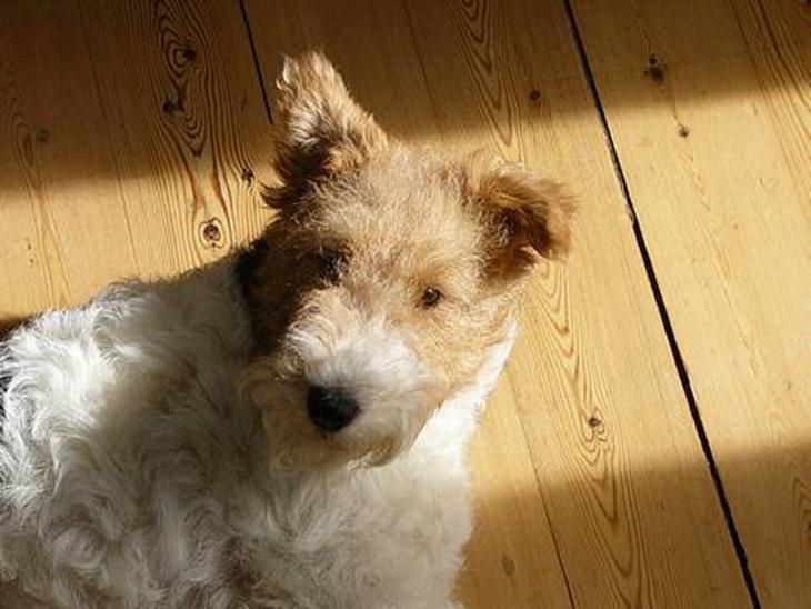Ruhåret foxterrier Chantti - 2004 - den er en ruglig hund med bru...