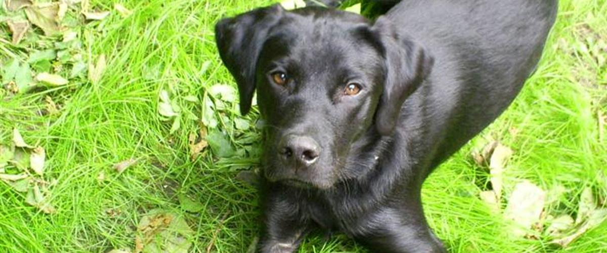 Labrador retriever Tyson - 2006 - Tyson er en labrador der er f...