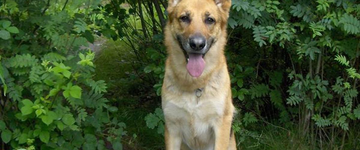 Schæferhund Tutte - 2000 - Tutte er en hund med en utrol...