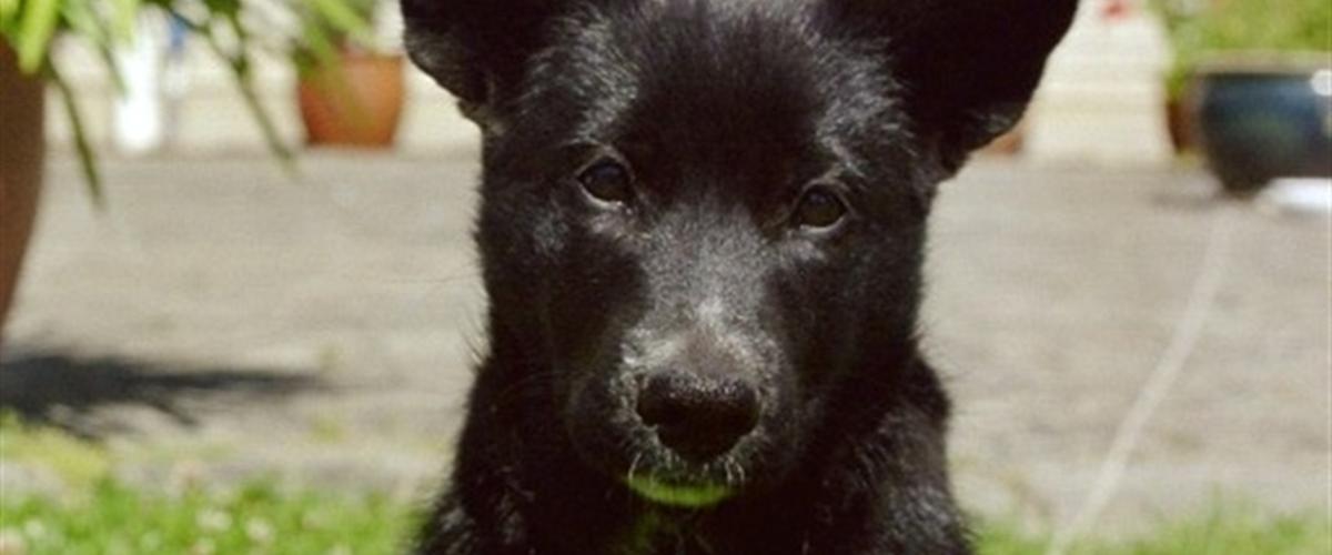 Sort spids Fiona - 2005 - sort med stort hvidt bryst