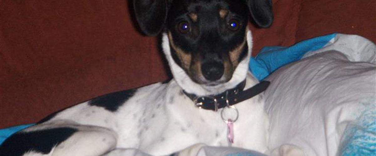 Dansk svensk gaardhund Kika - 2007 - Kika er hvid med store sorte ...