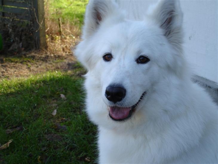 Samojedhund Sally - 2004 - En virkelig dejlig hund!! Hu...