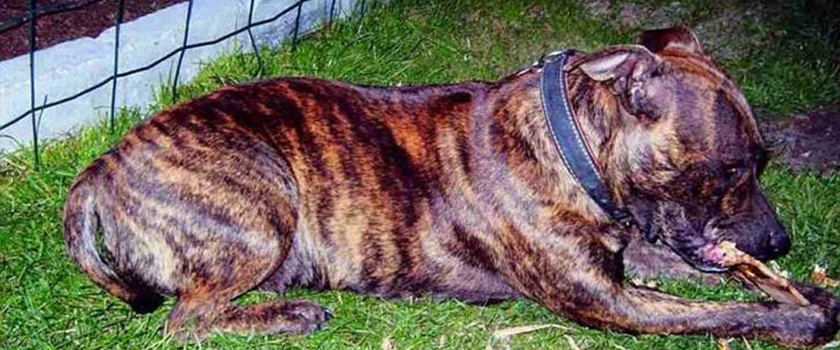 Staffordshire bull terrier Emika *RIP* - 2006 - En dejlig tigerstribet ...