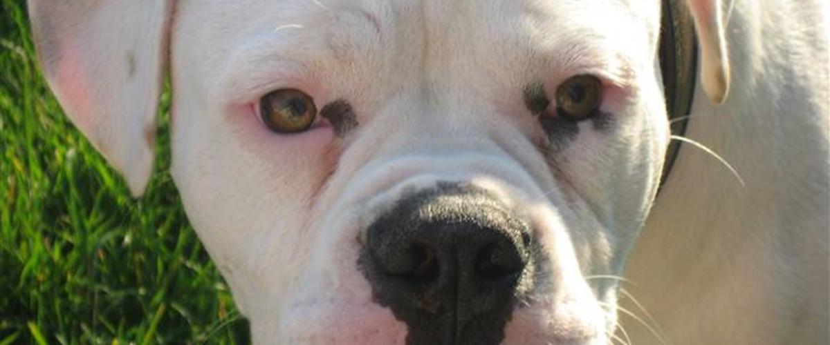 Amerikansk bulldog Simpson R.I.P - 2007 - Han er hvid og har grøn/brune...