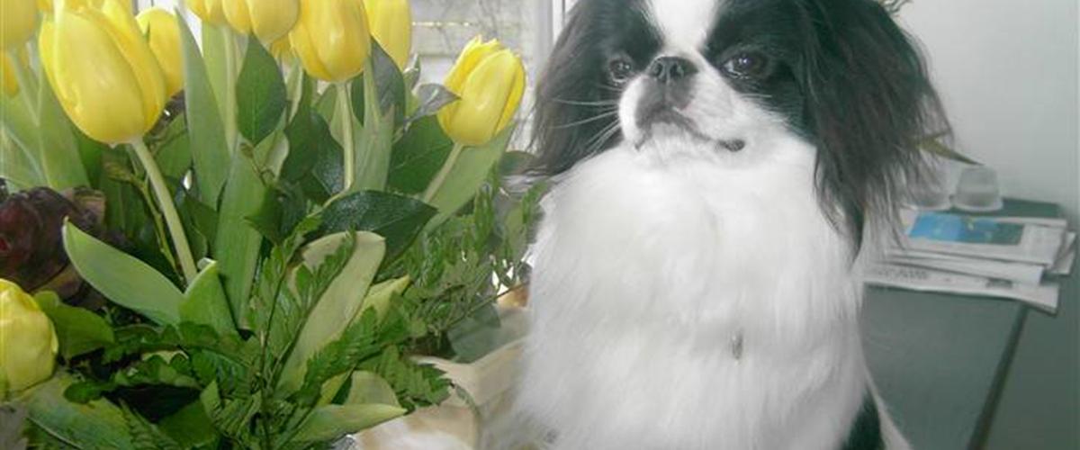 Japanese Lucas - 2005 - den er hvid med sorte øre og ...