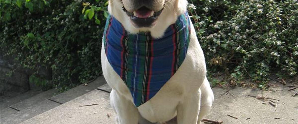 Labrador retriever Max - 2005 - Da vi kom op til nordjylland ...