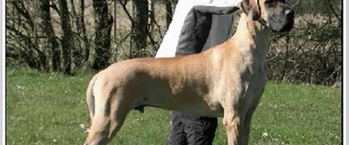 Grand danois Justin - 2008 - Dejlig gul dreng, med et supe...