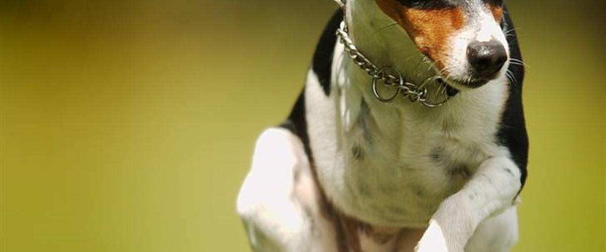 Dansk svensk gaardhund Aske - 2002 - Før vi købte Aske på Rødovre ...