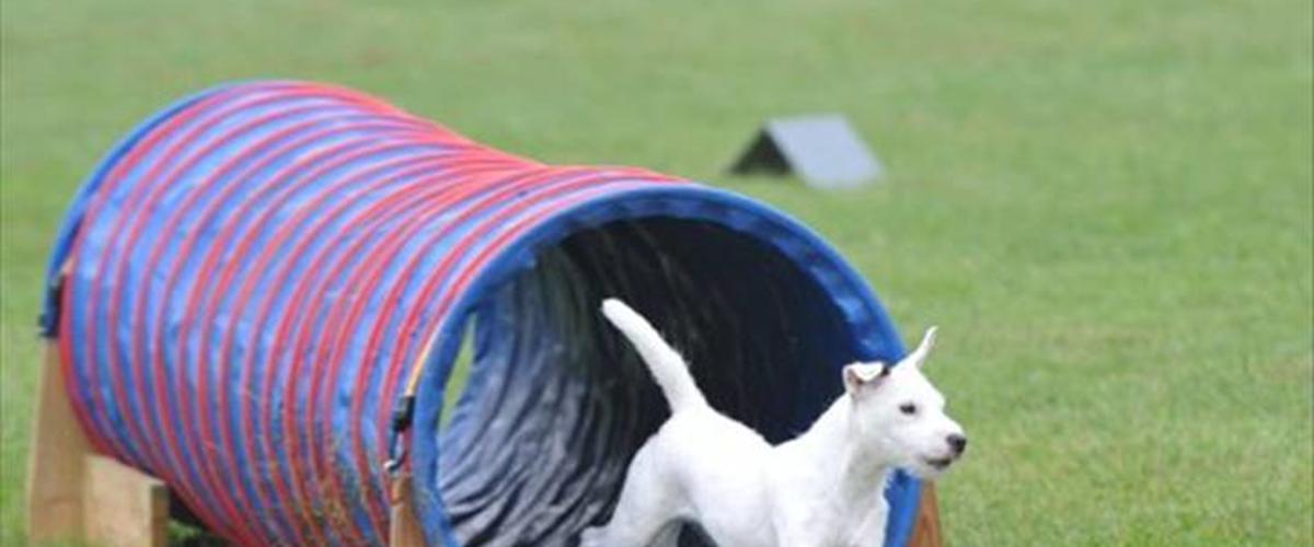 Parson russell terrier Zora - 2007 - Vi har først hentet hende i o...