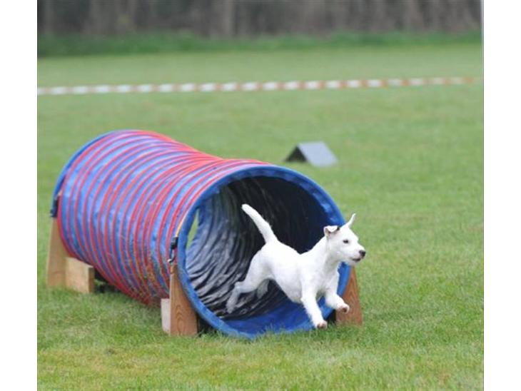 Parson russell terrier Zora - 2007 - Vi har først hentet hende i o...