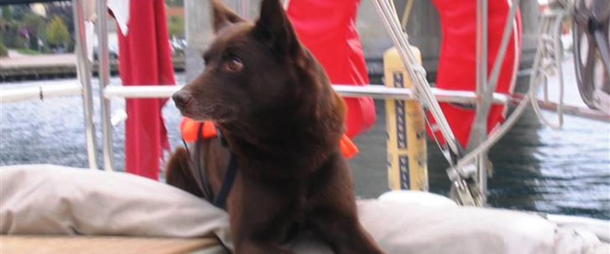 Australsk kelpie Dingo - 1998 - Dingo er en stor brun Kelpie ...