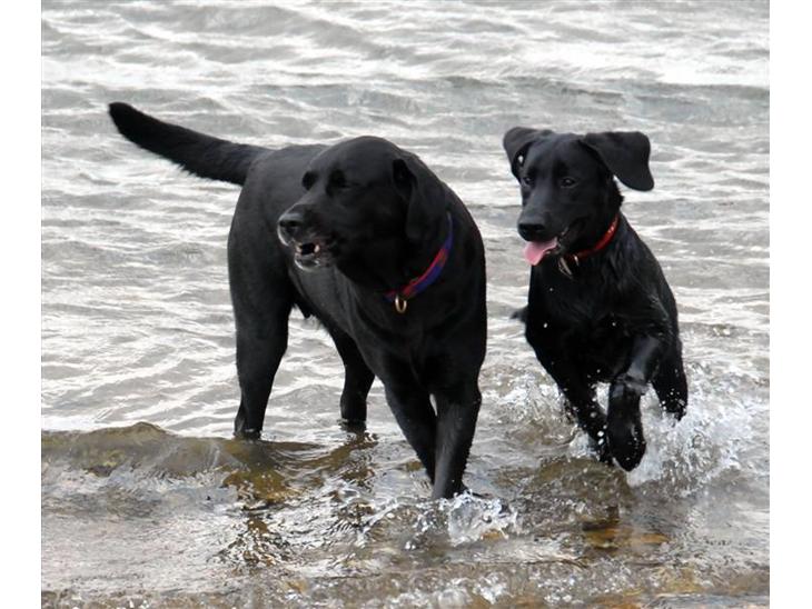 Labrador retriever Nala - 2007 - Nala er en sort fin lille lab...