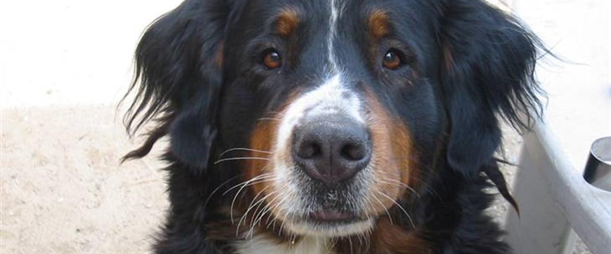 Berner sennenhund Bella - 2000 - Bella fik vi fra en mellemhan...