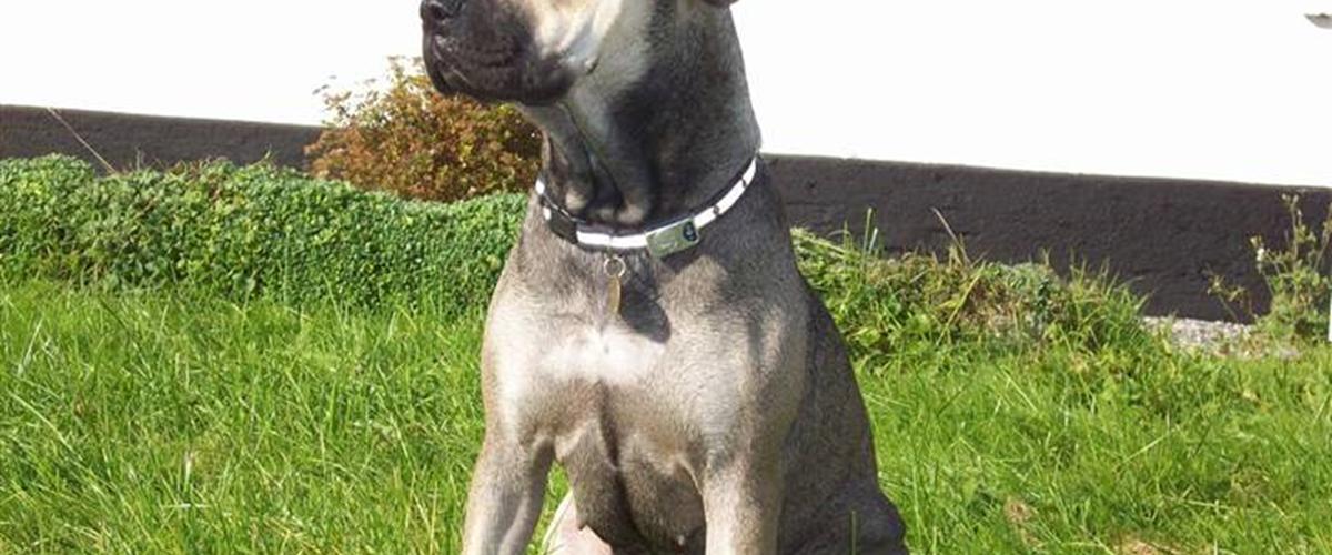 Dogo canario Nala - 2007 - Nala er en rigtig dejlig tøs,...