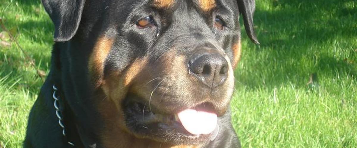 Rottweiler niki - 2002 - hun er en dejlig bamse på 5 å...