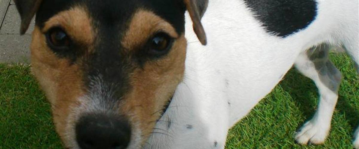 Jack russell terrier * Ida