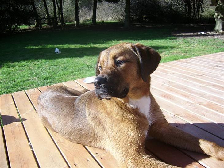 Blanding af racer Diesel (Rottweiler/Skt B) - 2005 - Simpelthen verdens ...