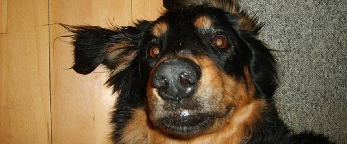 Hovawart Hunni - 2006 - schwartzmarken.. Betyder hun ...