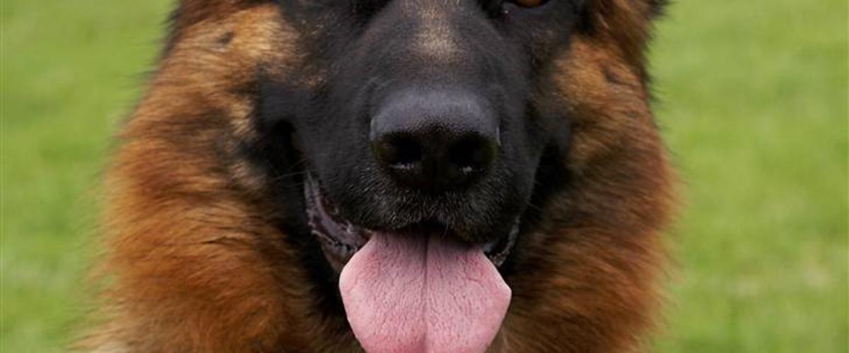Schæferhund AVKLgrænsens vupti - 2006 - en stor iøjnefaldneog særdele...