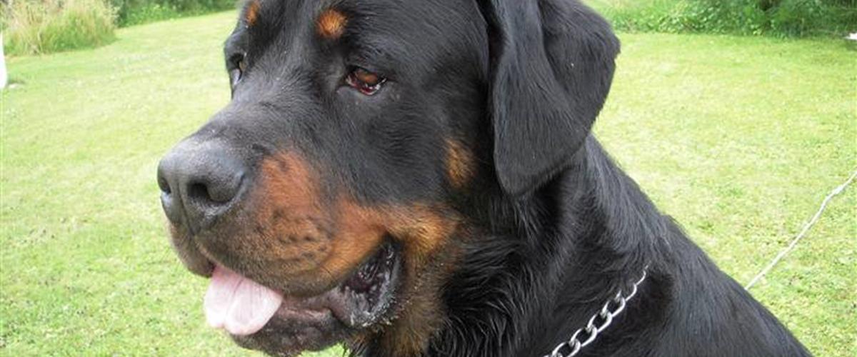 Rottweiler Cæsar - 2007 - Han er bare rigtig sød og ful...