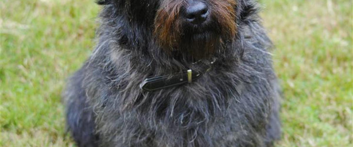 Cairn terrier Nuser - 2006 - Nuser er en sort lille hund,