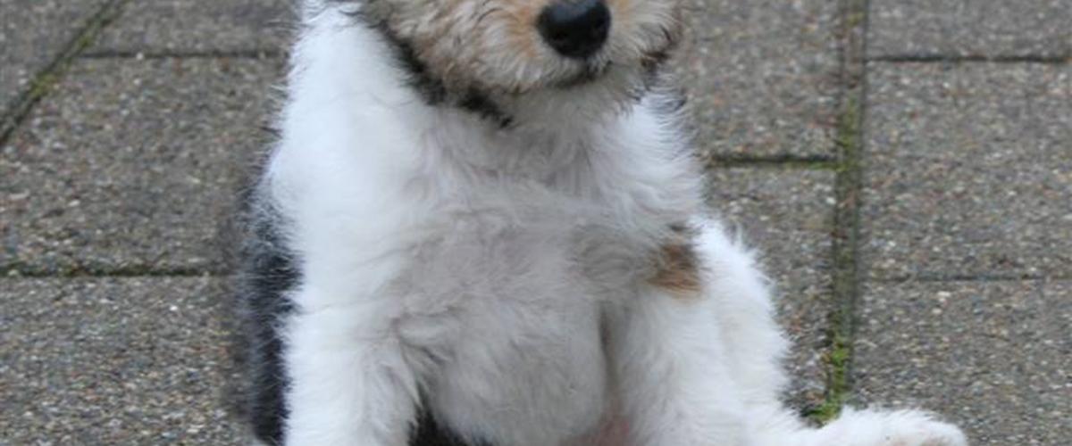 Ruhåret foxterrier "Tippe" - 2007