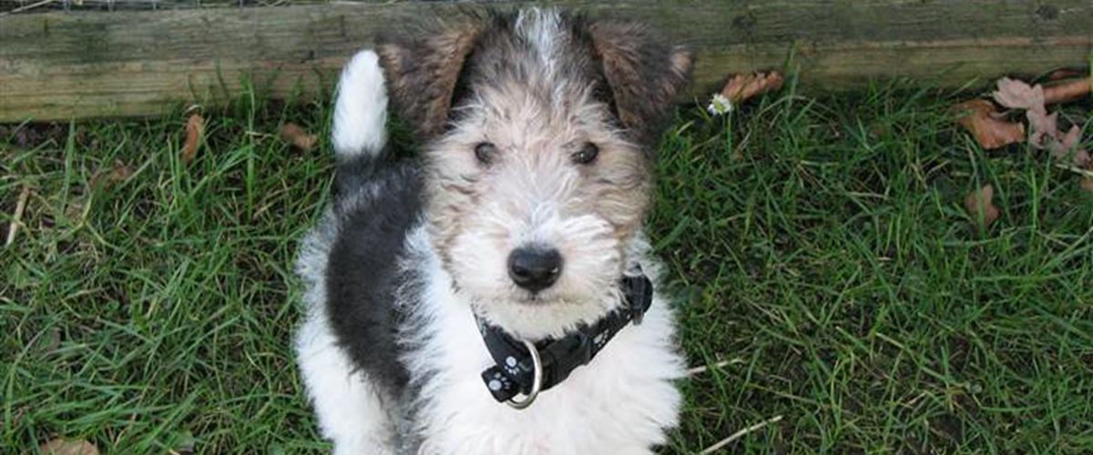 Ruhåret foxterrier Rufus - 2007 - Rufus er ca. 3 mdr. gammel.