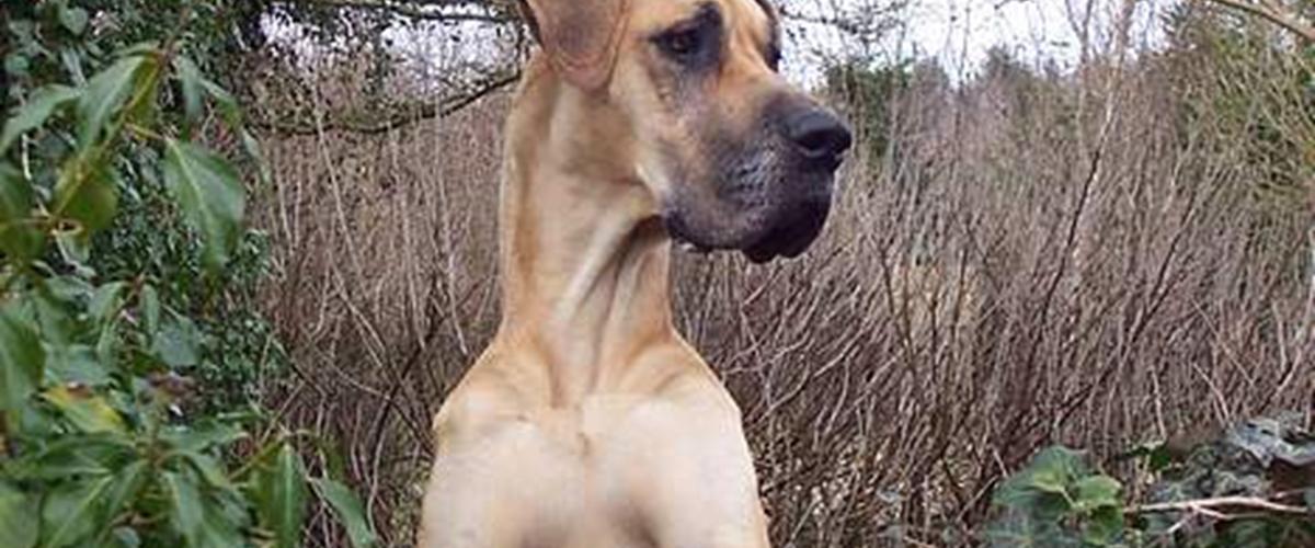 Grand danois Celeste - 2001 - Gul med sort maske (der dog e...