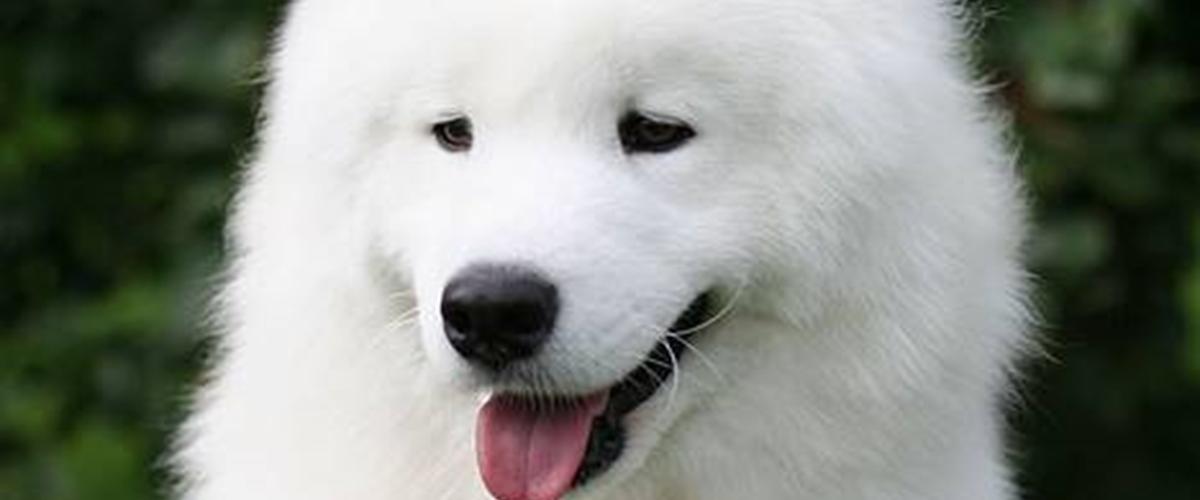 Samojedhund Kiaks Kenzo of Dancer - 2005 - Drengene har hele huset, når ...