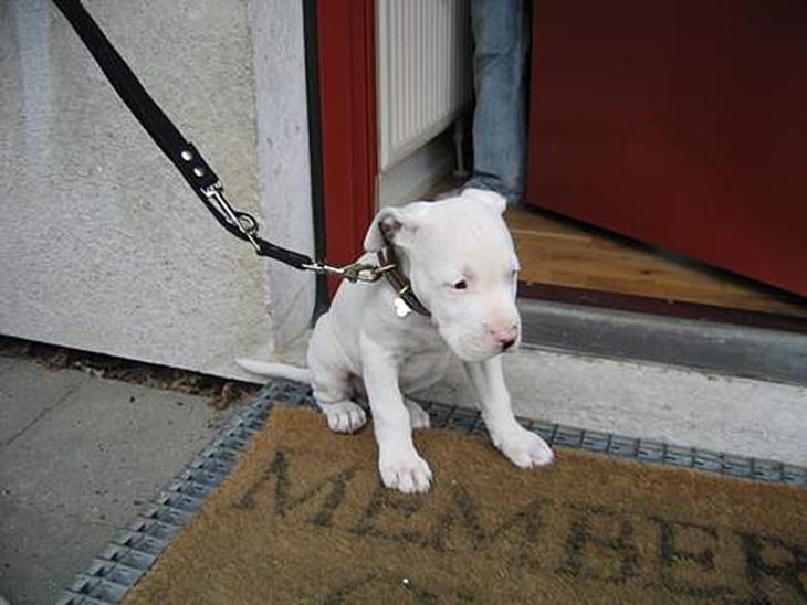 Amerikansk bulldog Mickey - 2005 - Hvid med farvet øre