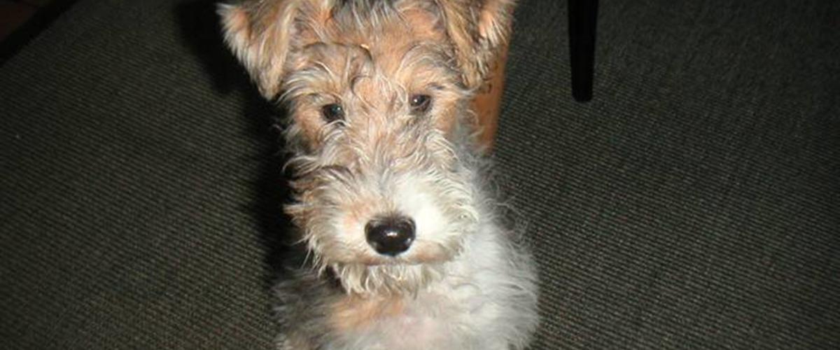 Ruhåret foxterrier Penny - 2007 - En kvik pige med mange narres...
