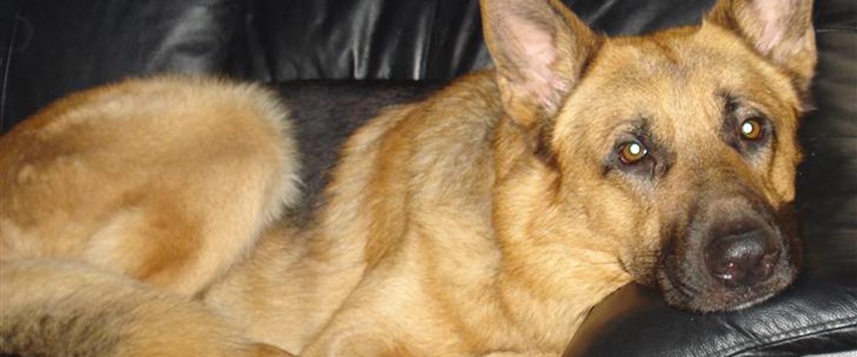 Schæferhund Chico - 2006 - langbenet schæfer, sort og gy...