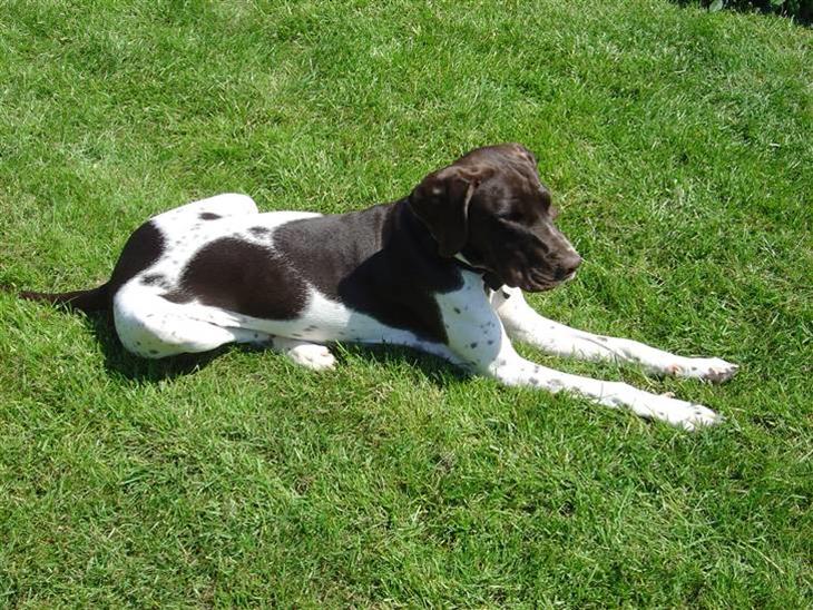 Gammel dansk hønsehund Freja - 2006 - Flot slank tæve med fine afte...