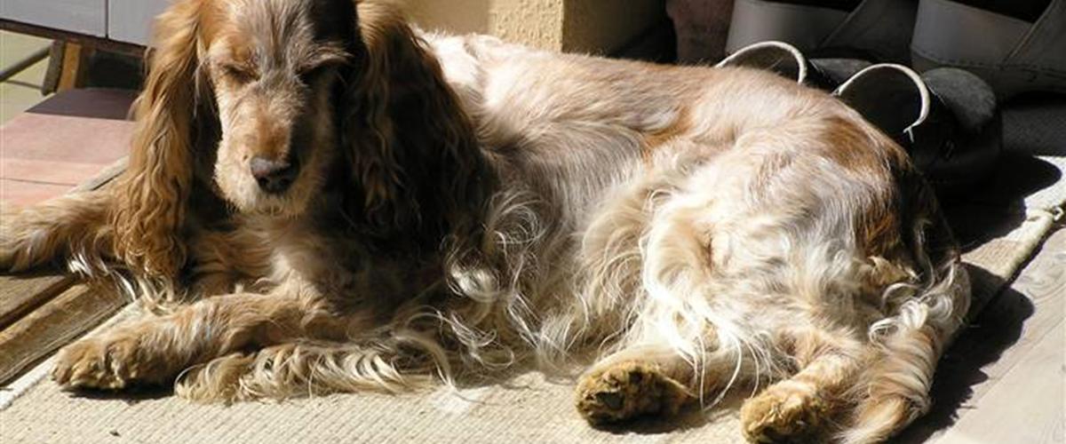 Cocker spaniel Line - 1998 - Cianti og Zorro's bedste ve...