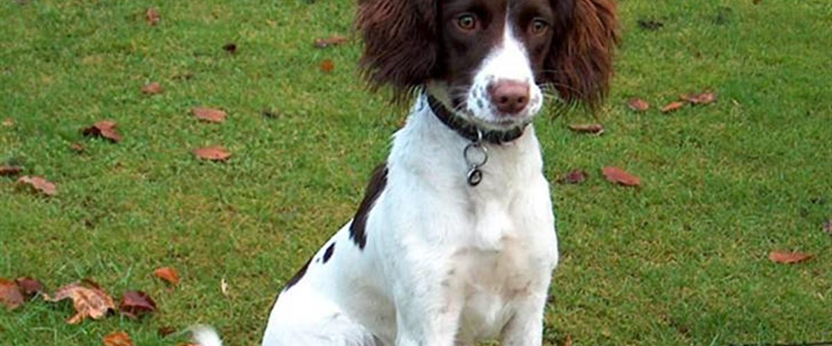 Field Trial spaniel Ziki - 2007 - Hun er hvid med brune pletter