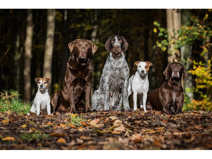 Få taget skønne billder af din hund - kr. 500 - tegninger og billeder