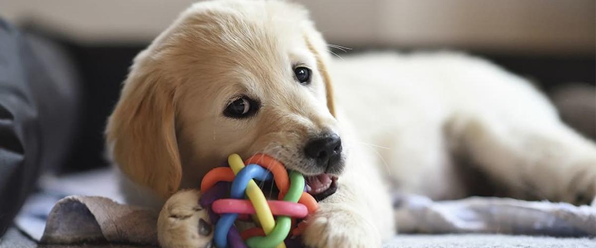 Stor hund - kr. 3000 - hunde