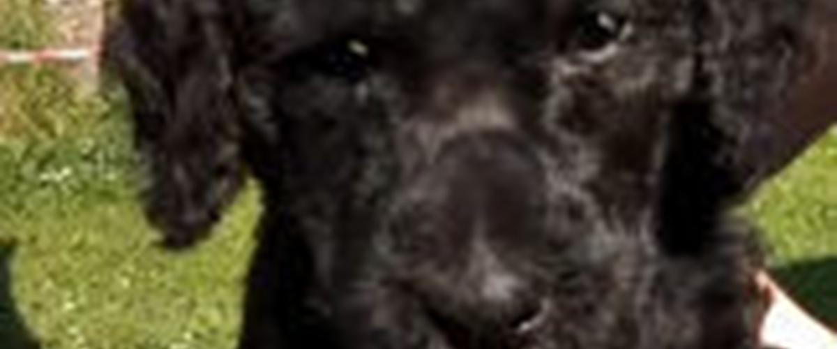 Stor Pudel - kr. 15000 - avl