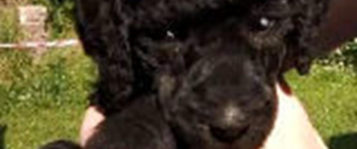 Stor Pudel - kr. 15000 - avl