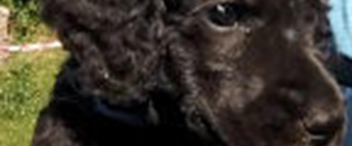 Stor Pudel - kr. 15000 - avl